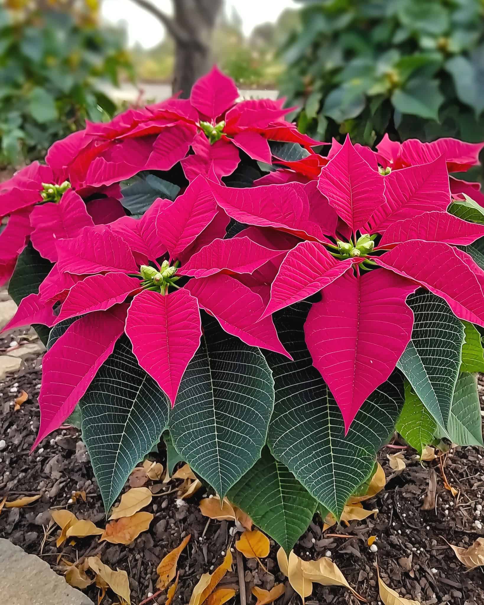 December Birth Flower - marchflower